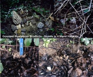 Morel Habitat Kit - Backyard Morel Mushroom Growing Kit - Mushroom Kits ...