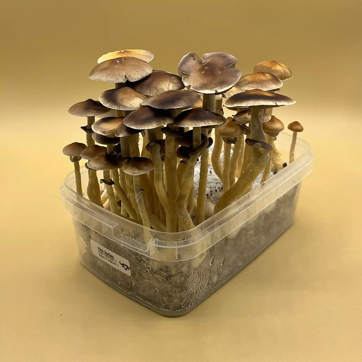 Top 3 Magic Mushroom Kits Reviewed - Mushroom Kits Canada